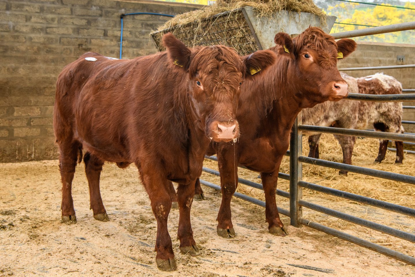 Biggar buyer pays £4,200 for champion Luings at Dingwall Mart