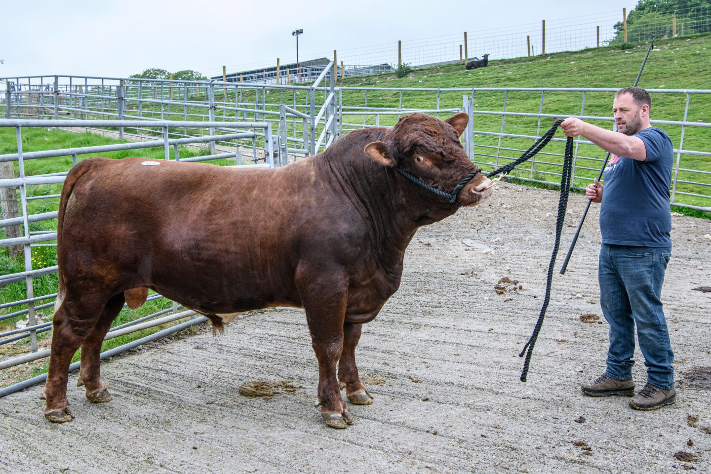 Biggar buyer pays £4,200 for champion Luings at Dingwall Mart