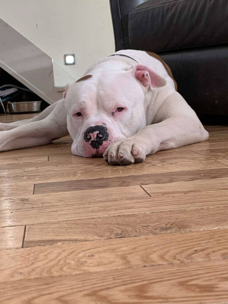 Oban man who pled guilty to strangling dog avoids jail