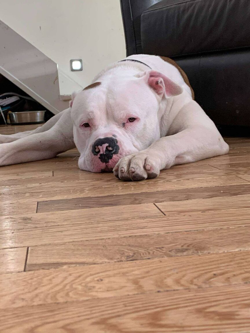 Oban man who strangled dog could face jail, sheriff warns