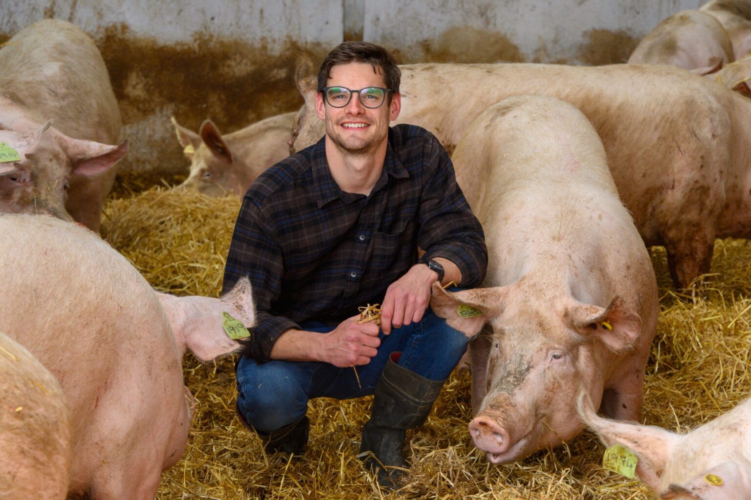 There's so many pigs on just two Aberdeenshire farms