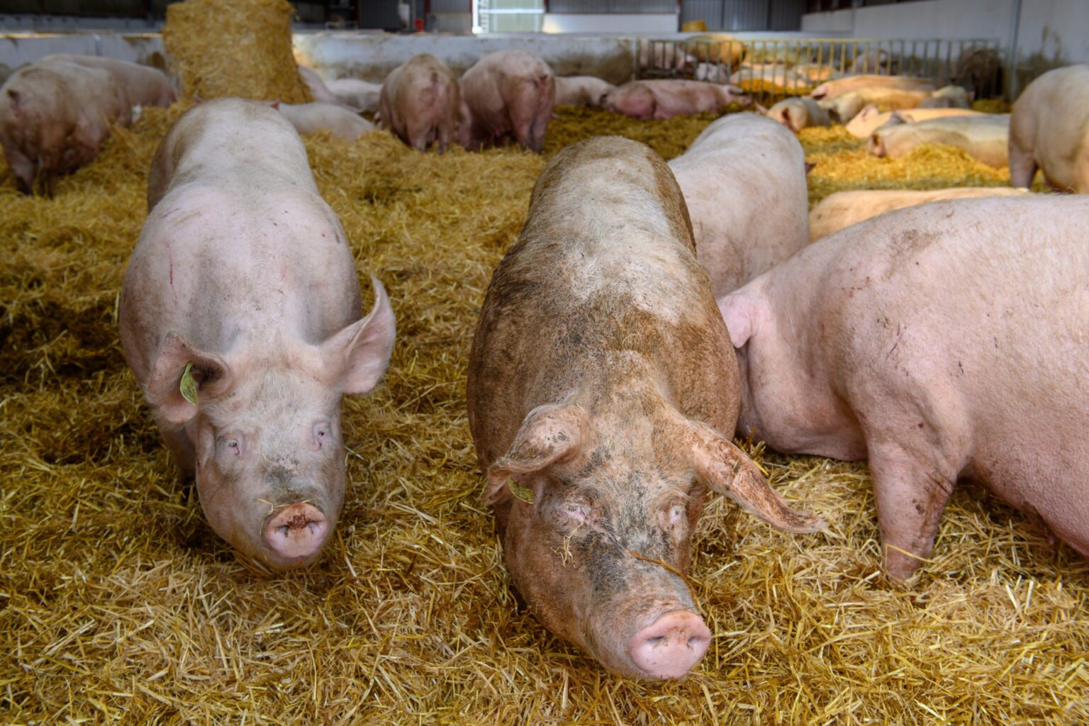 There's so many pigs on just two Aberdeenshire farms