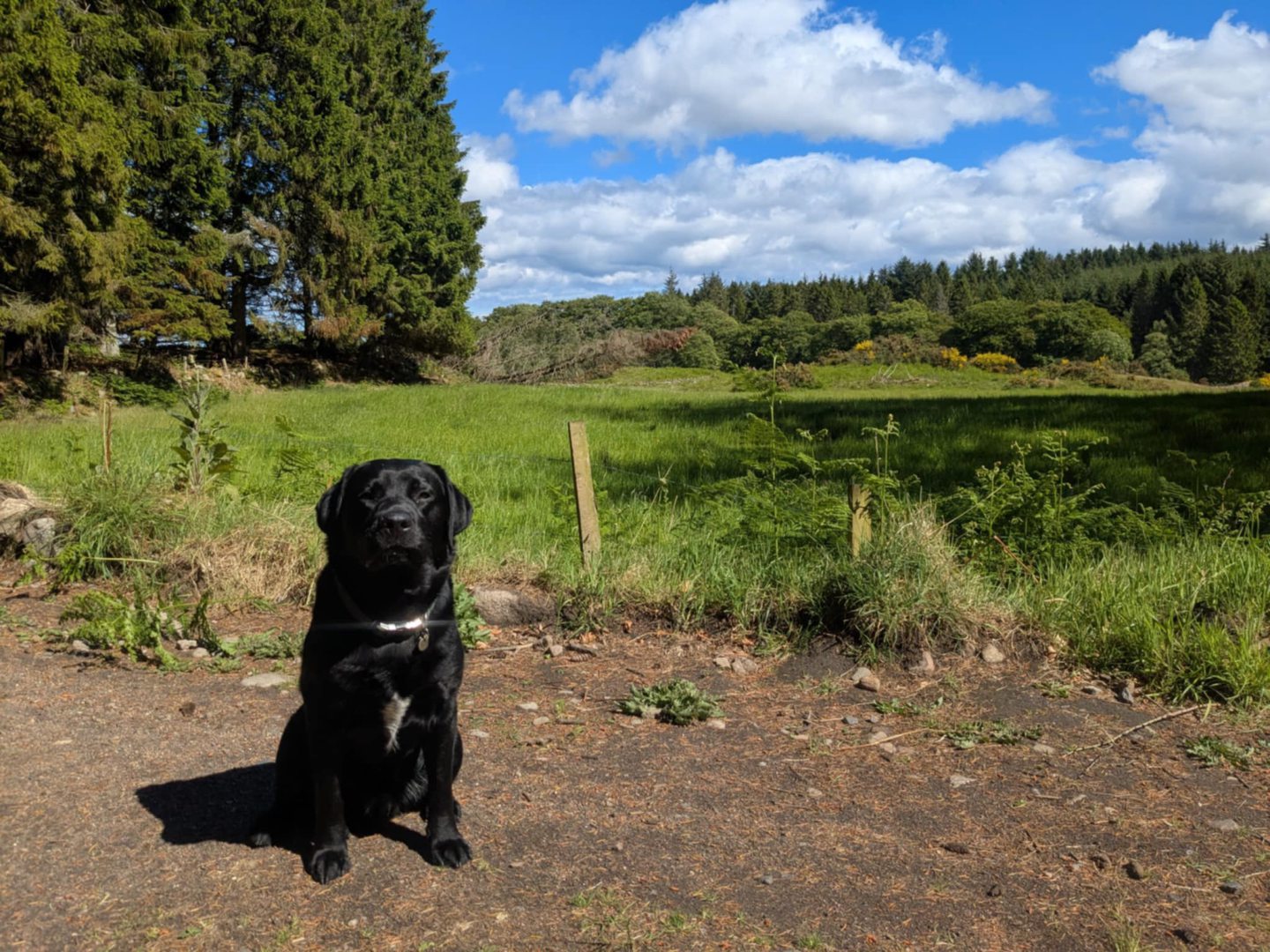 What surprises did I find in Tyrebagger Wood near Aberdeen?