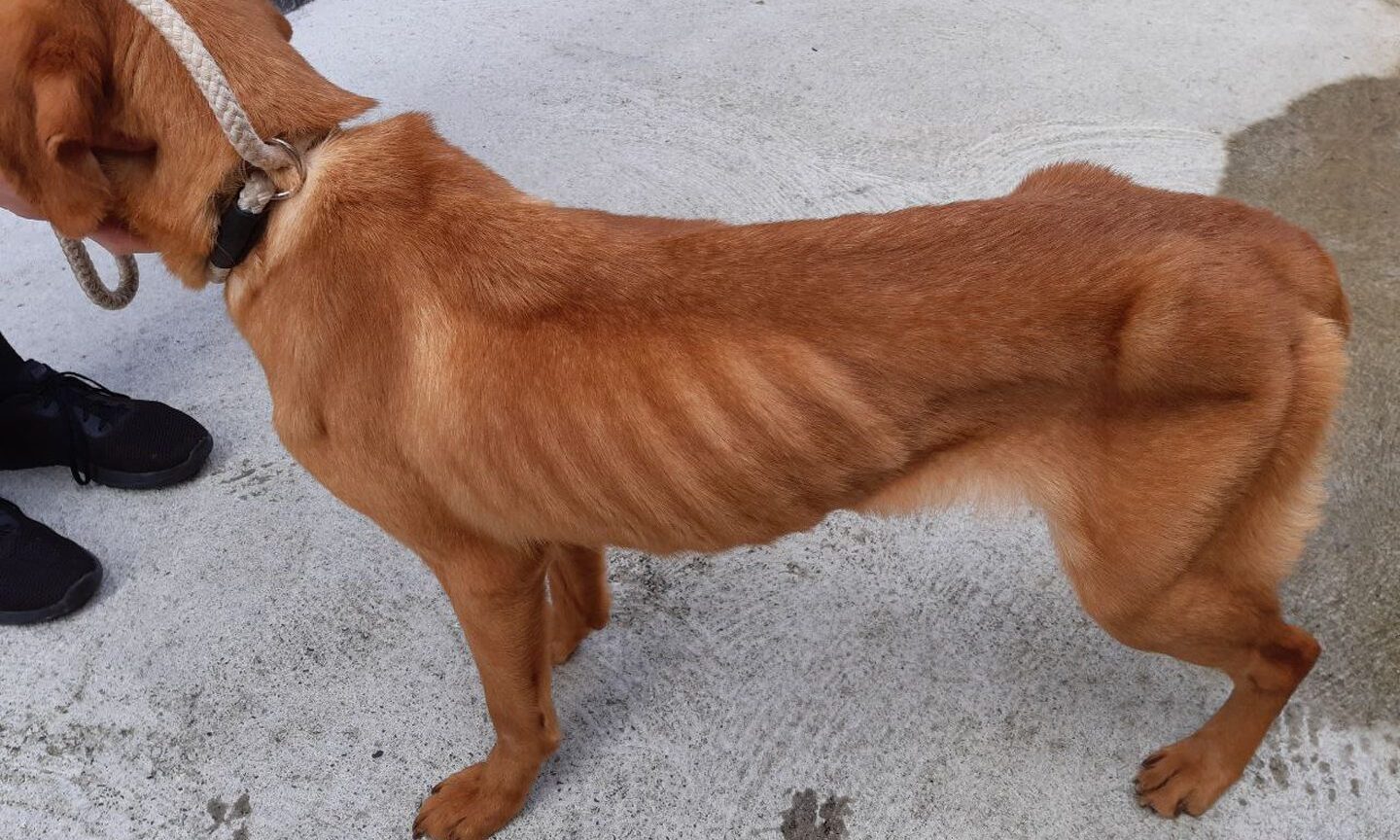 Fraserburgh man left three dogs starving in tiny cage