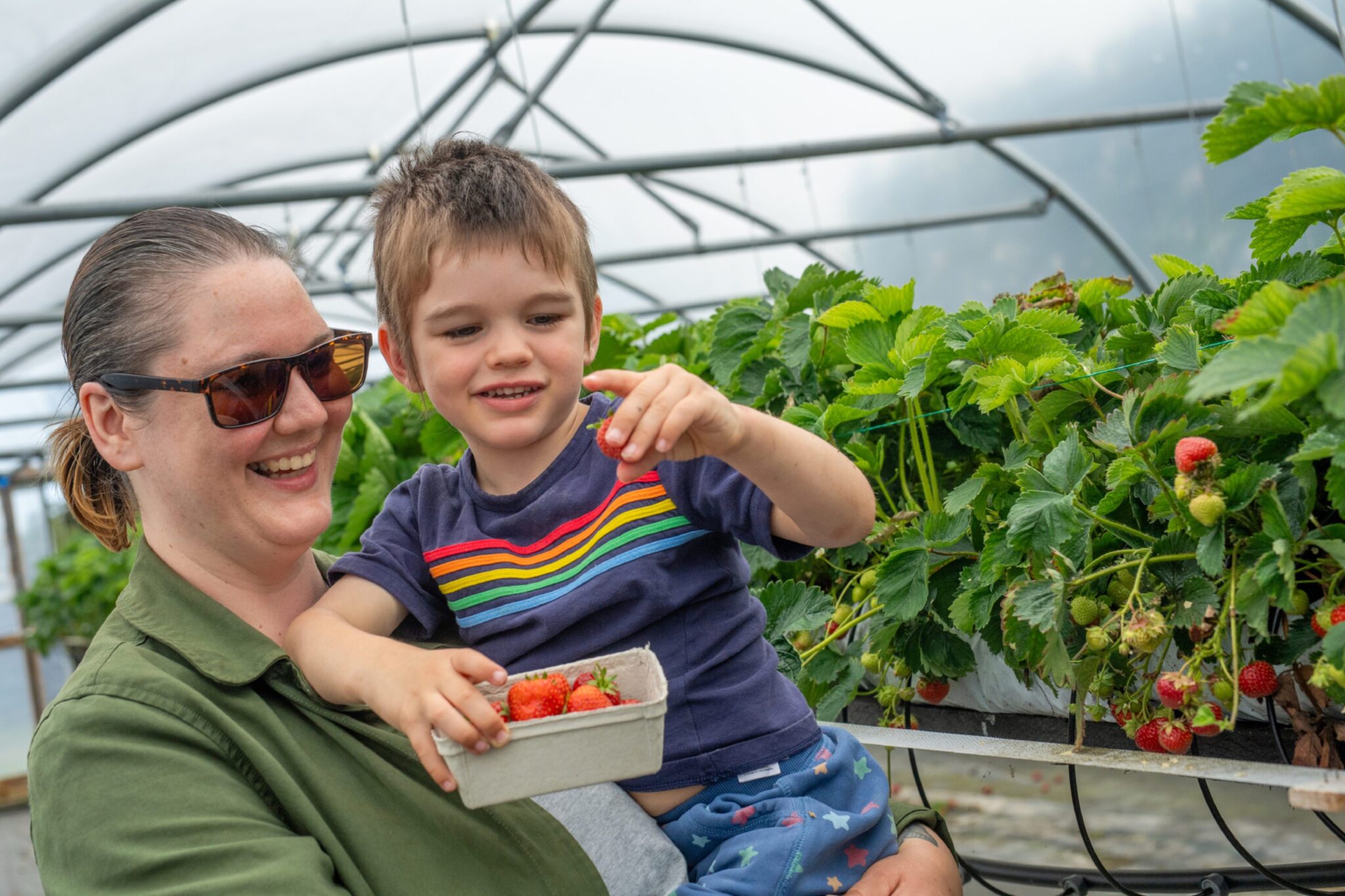 We go strawberry picking at Peterculter's Easter Anguston farm