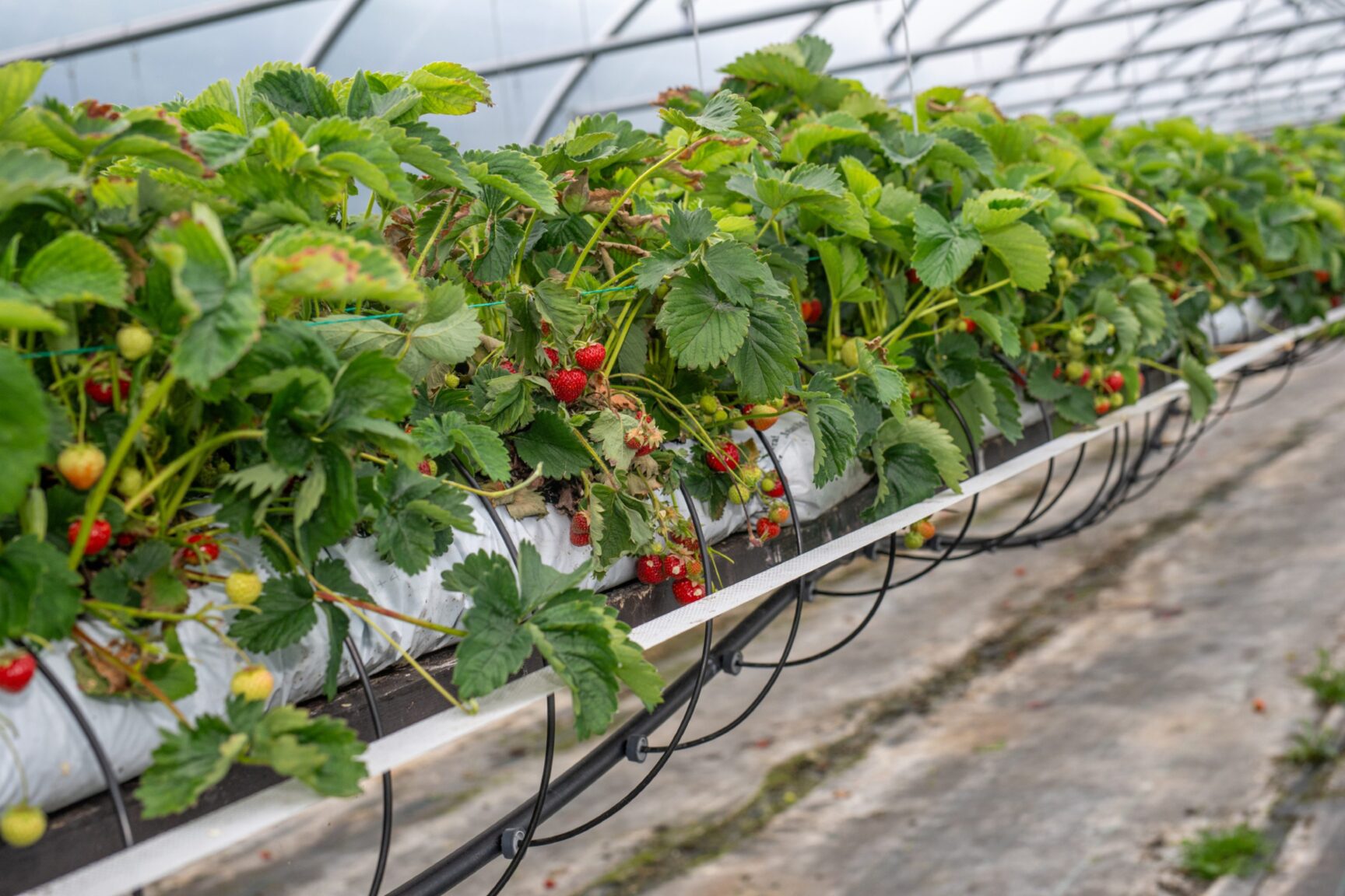 We go strawberry picking at Peterculter's Easter Anguston farm