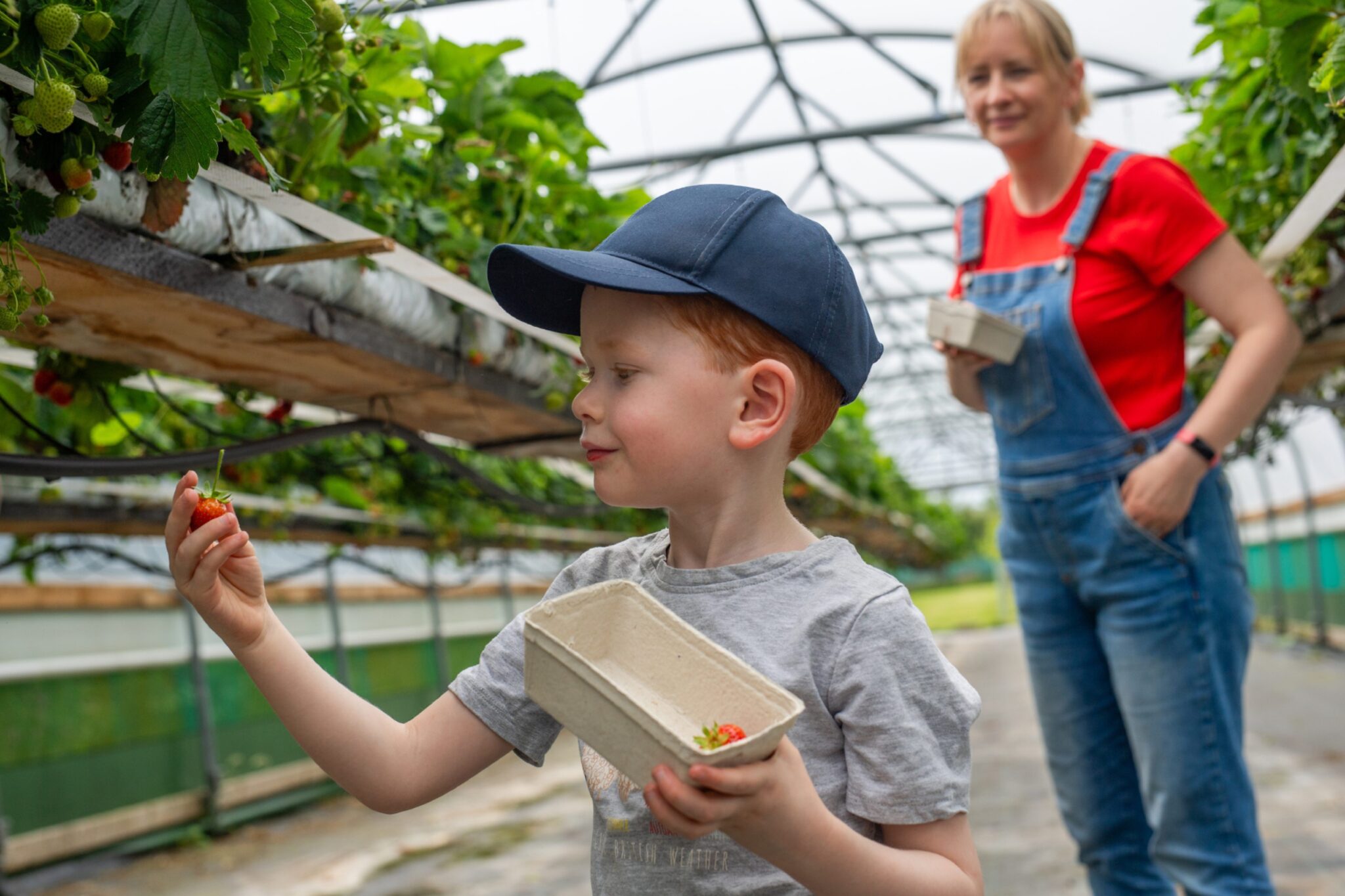 We go strawberry picking at Peterculter's Easter Anguston farm