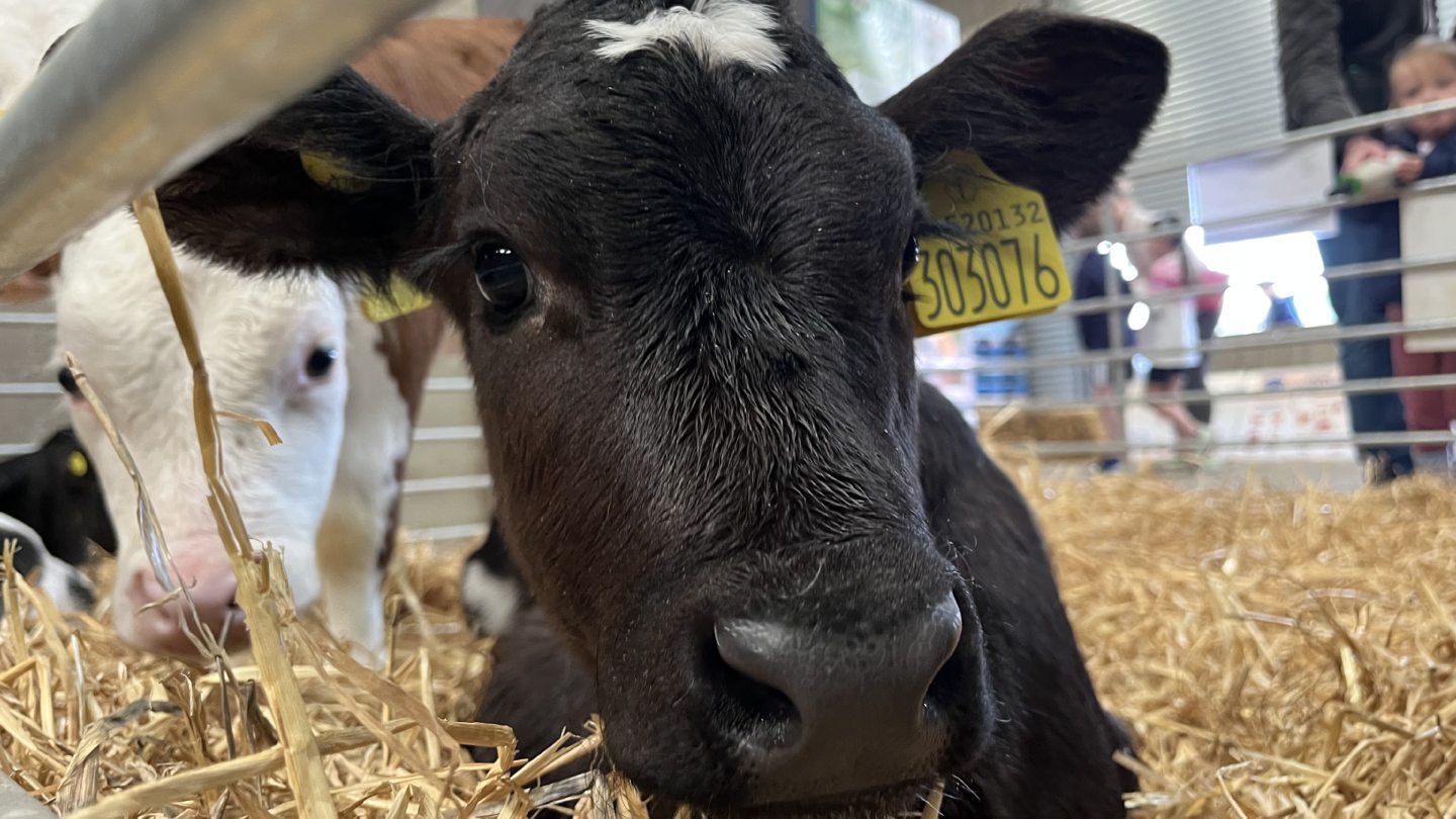41 best pictures and a video from Aberdeenshire farm open day