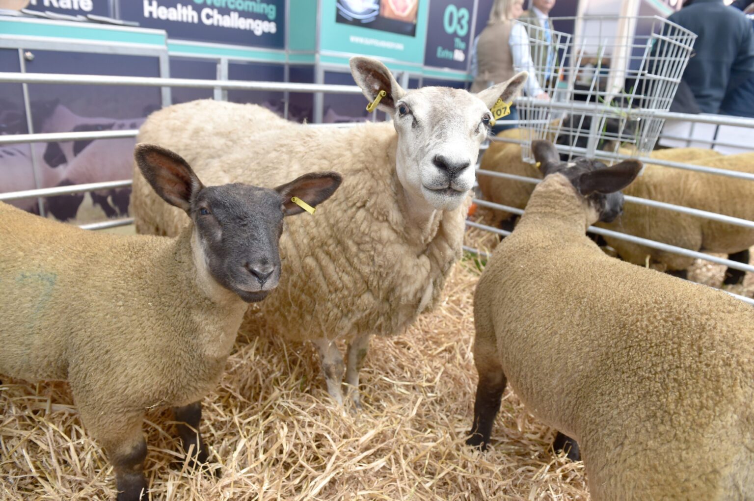 31 best pictures from NSA Highland Sheep day at Ardgay - Press and Journal