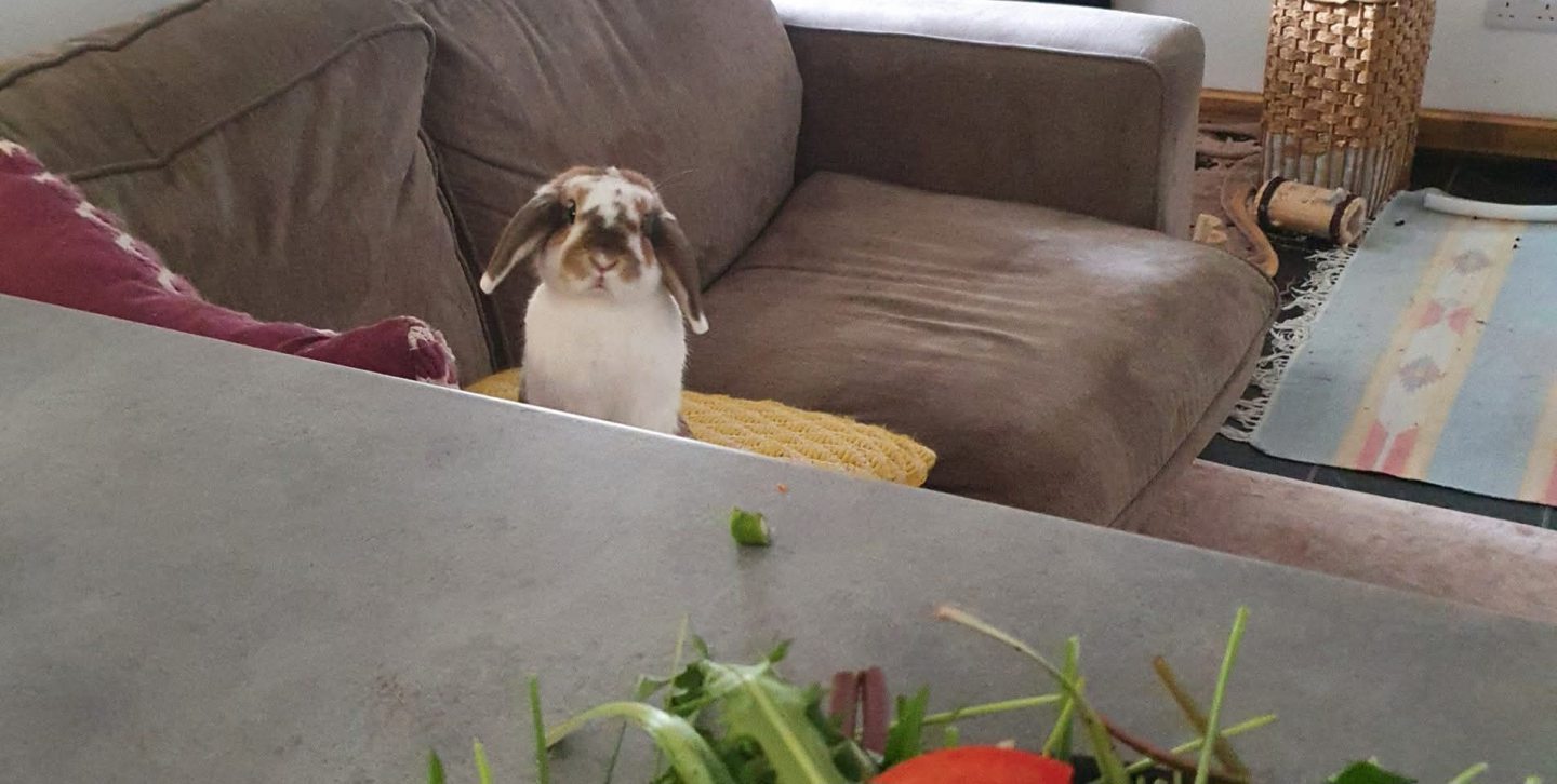 Loganair clarifies pets policy after Orkney woman's sick rabbit wasn't ...