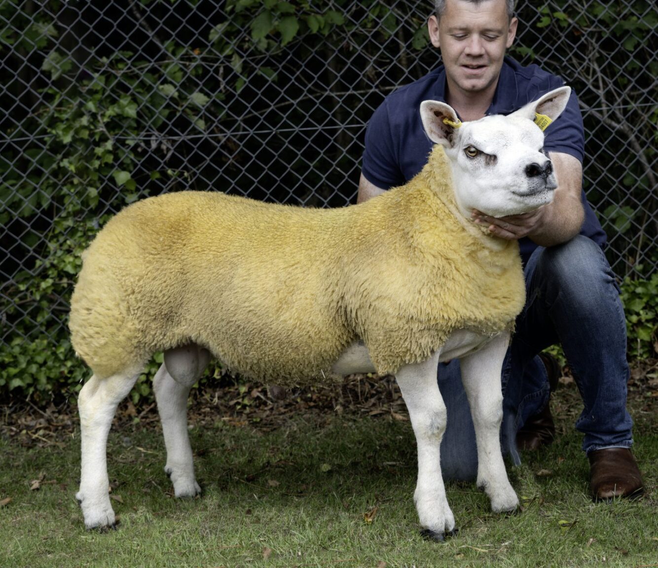 Banchory Show's just brilliant for Huntly bullock Mr Biggles