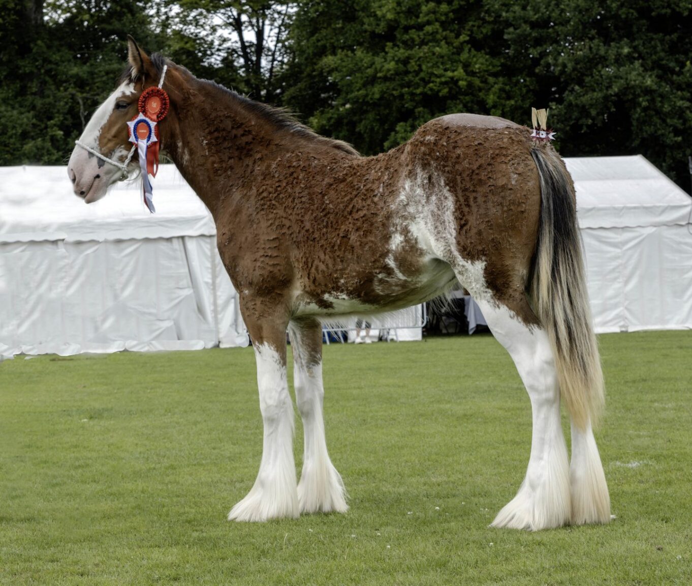 Banchory Show's just brilliant for Huntly bullock Mr Biggles