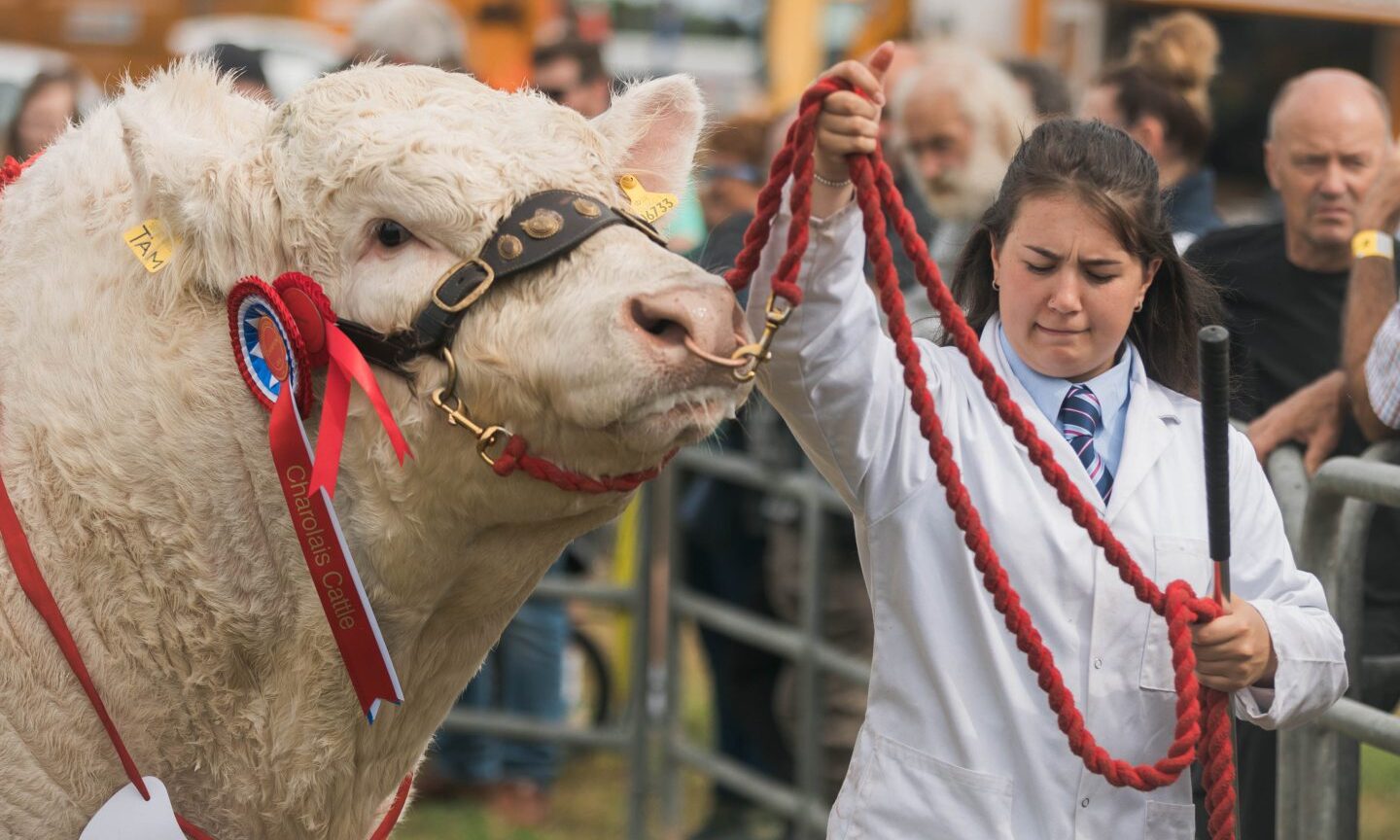 All you need to know about Caithness Show 2025