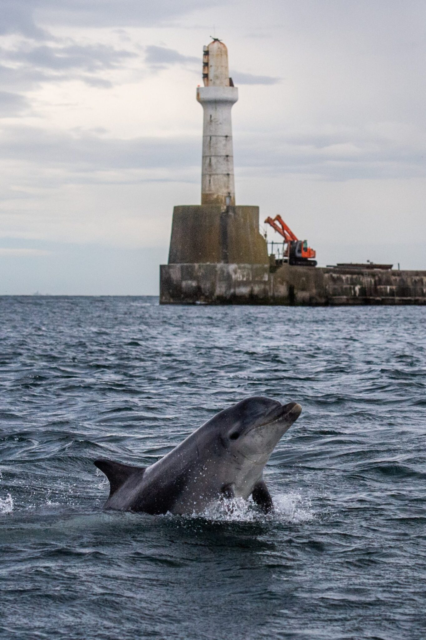 23 things to do in Aberdeen from dolphin watching to the beach