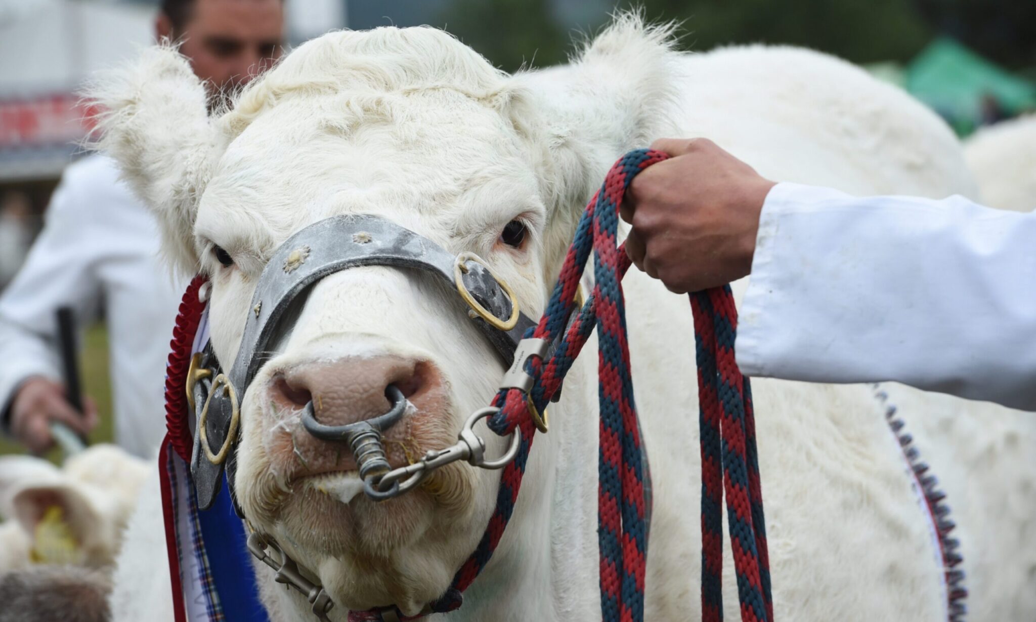 All you need to know about Keith Show