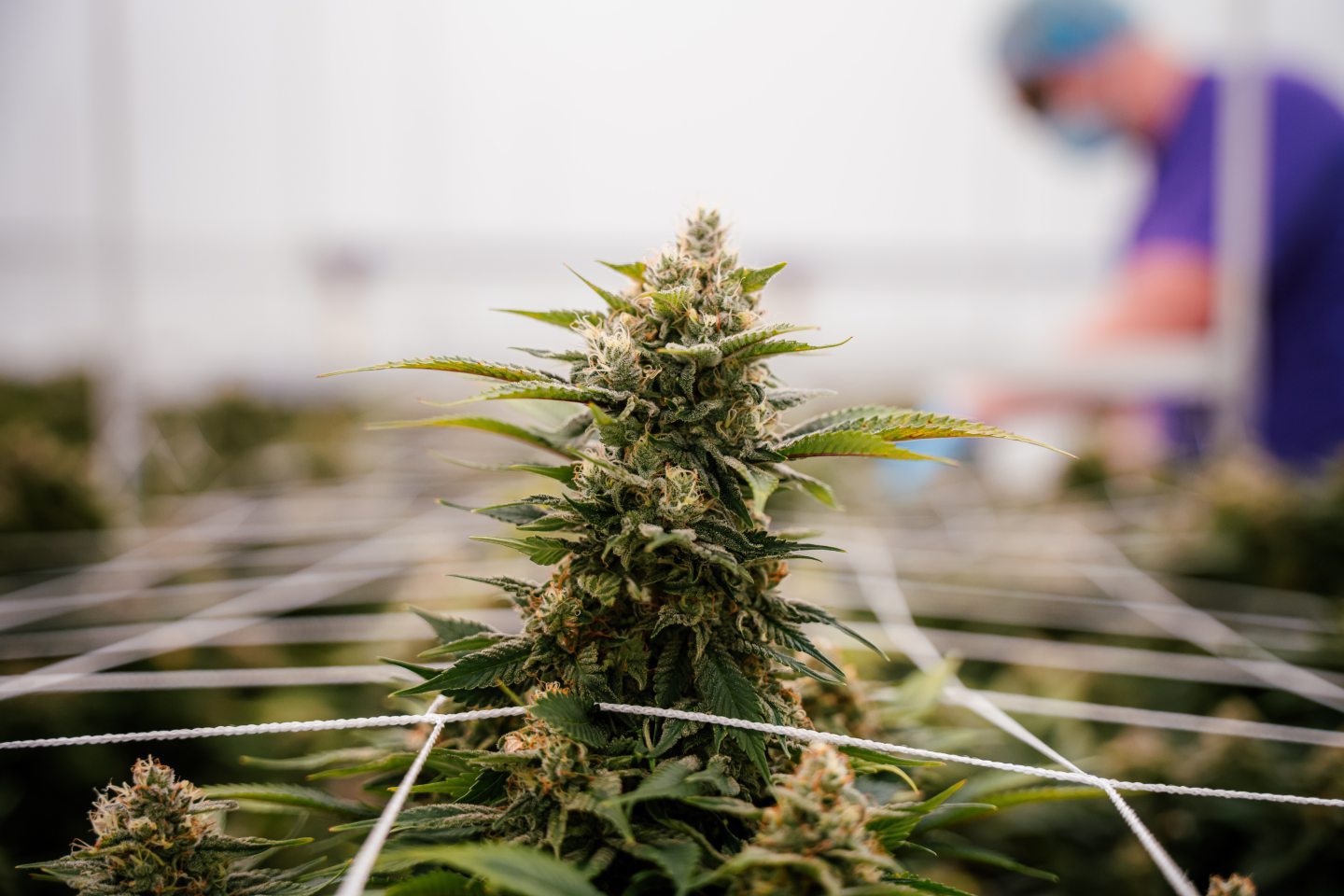 BrewDog's Martin Dickie gave me a tour of his new cannabis farm