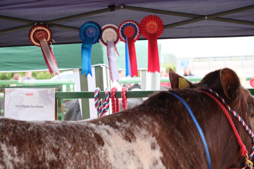 All you need to know about Echt Show