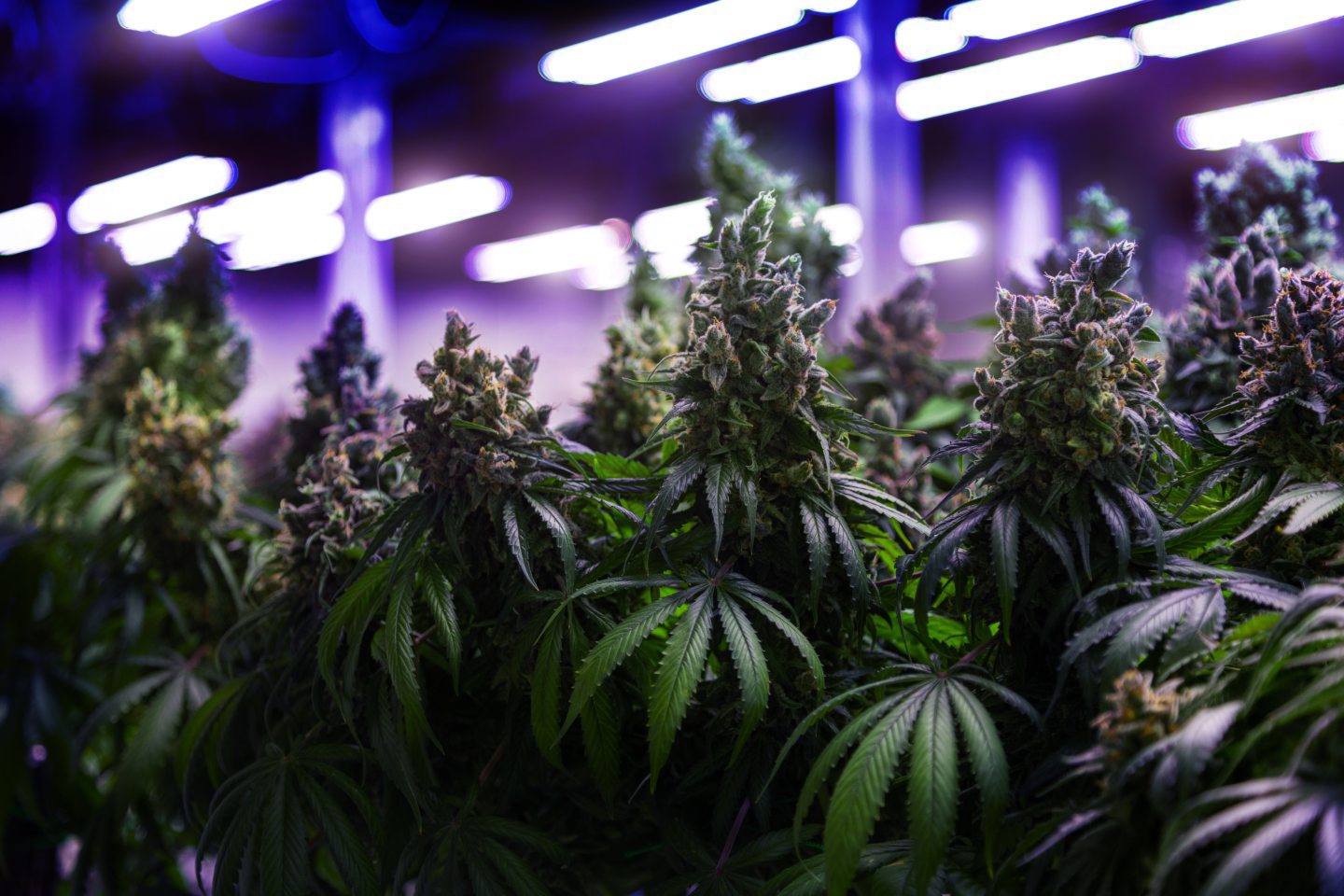 BrewDog's Martin Dickie gave me a tour of his new cannabis farm