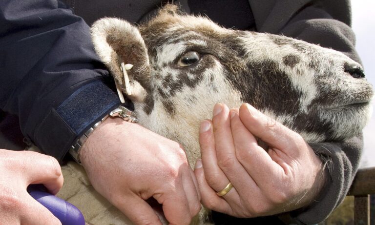 Why Scotland's iconic midgies are big deal for our farmers