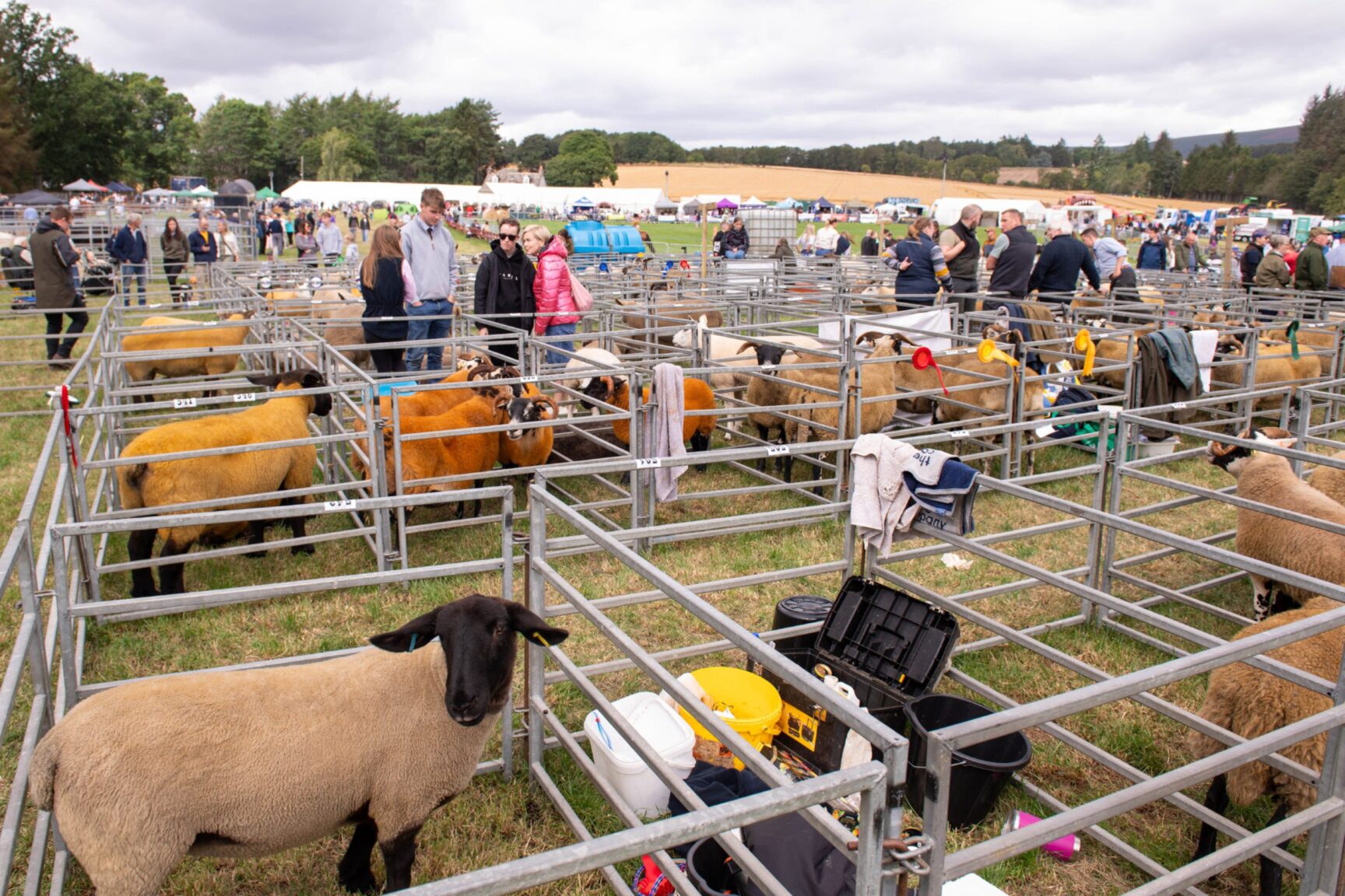 Gallery: Tarland Show, 2025 celebrates a hundred years of harvest