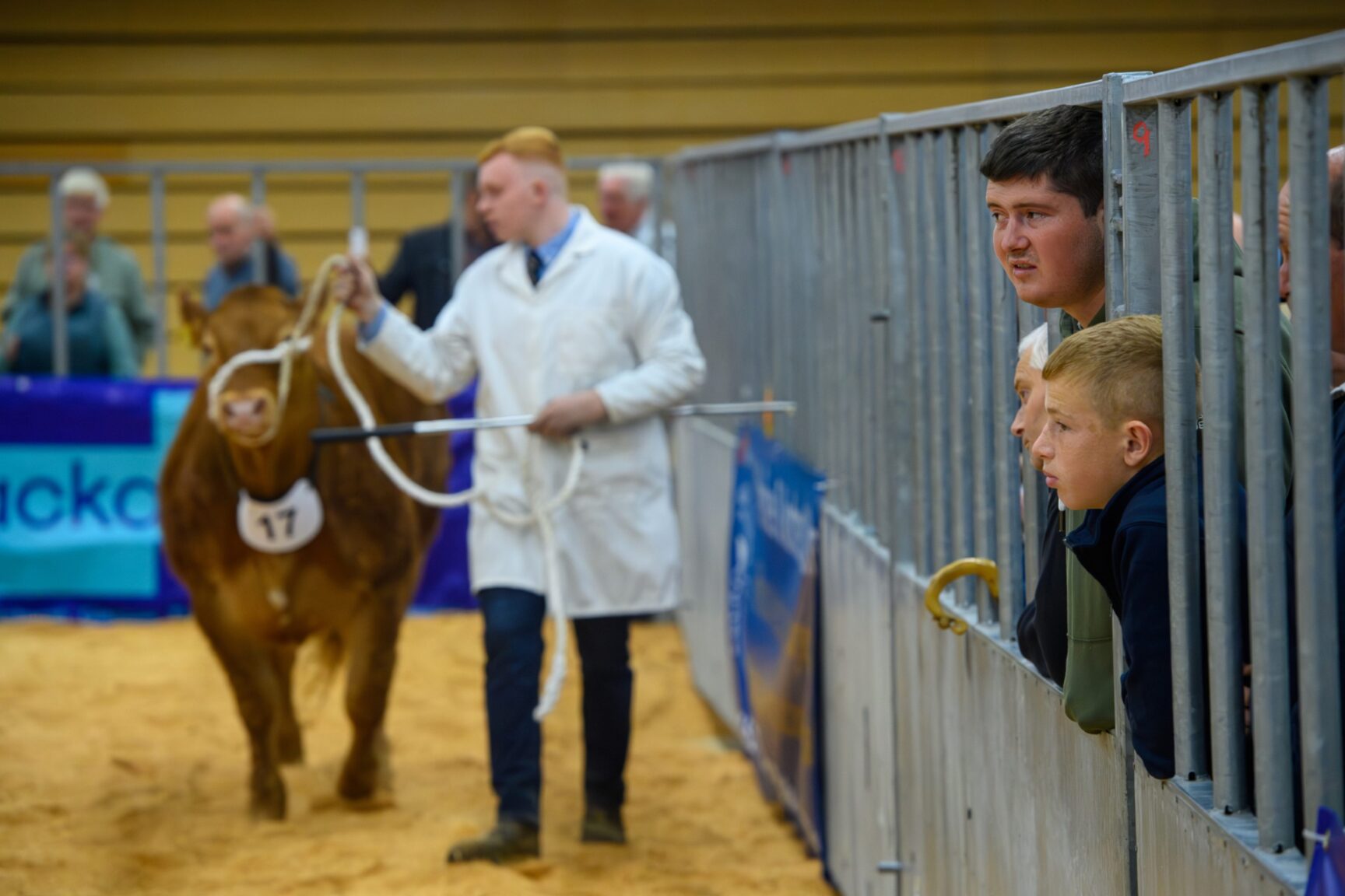 20 pictures from a busy day at Thainstone Mart - Press and Journal