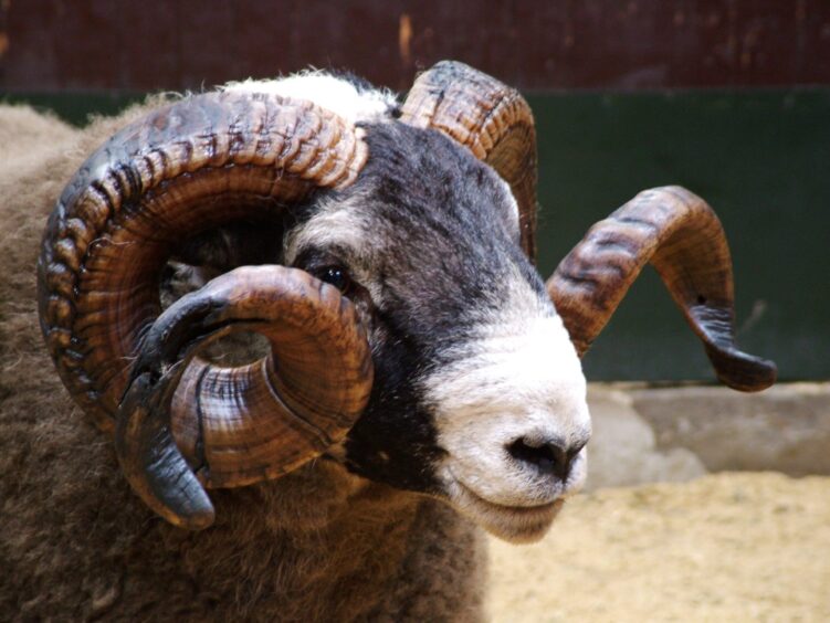 All you need to know about Dalmally Show