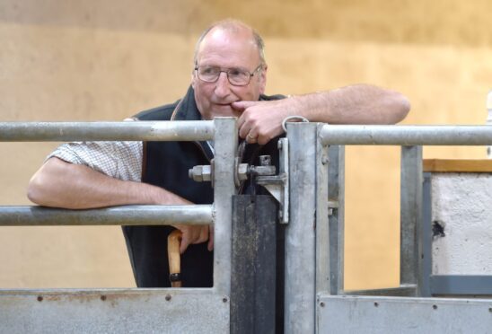 Gallery: All the action from Dingwall Mart's huge store lamb sale