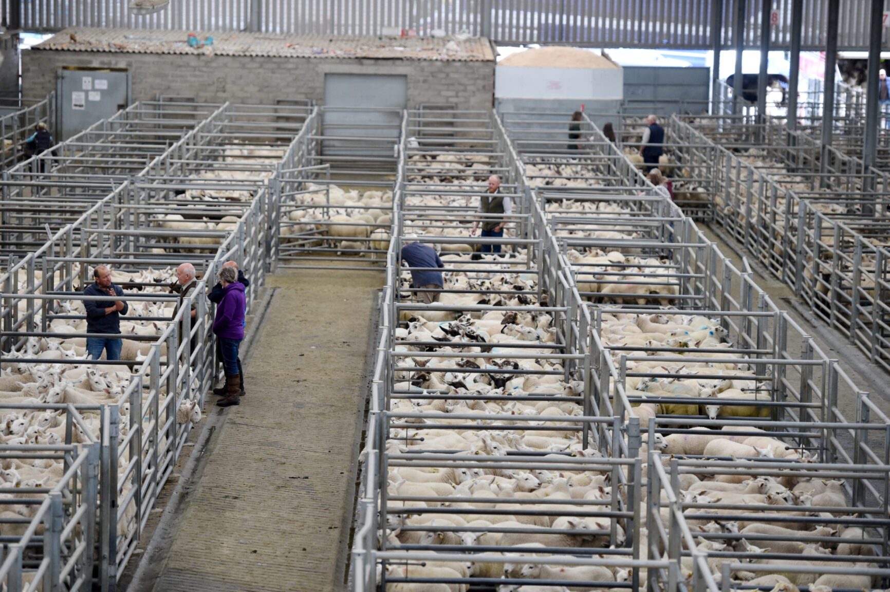 Gallery: All the action from Dingwall Mart's huge store lamb sale