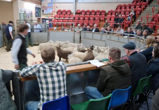 Gallery: All the action from Dingwall Mart's huge store lamb sale