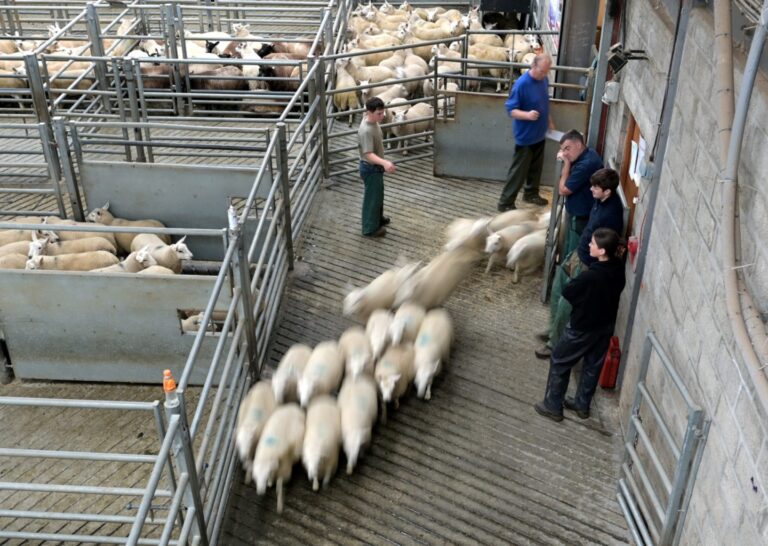 Gallery: All the action from Dingwall Mart's huge store lamb sale