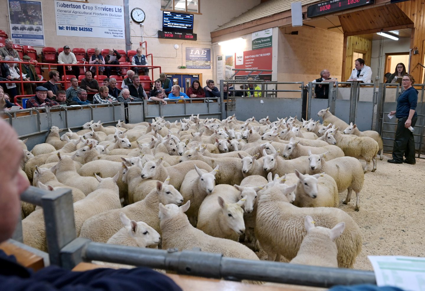 Gallery: All the action from Dingwall Mart's huge store lamb sale