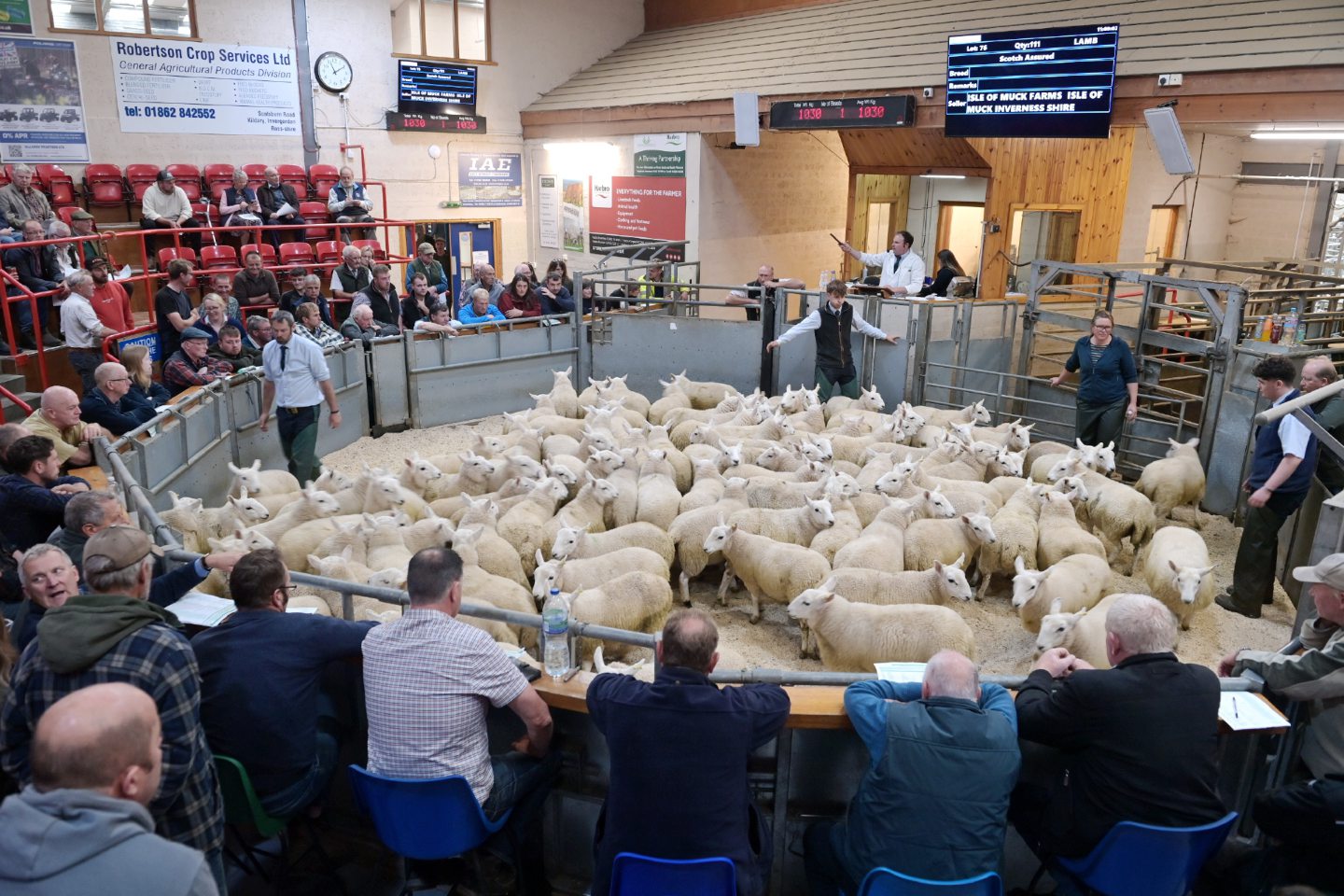 Gallery: All the action from Dingwall Mart's huge store lamb sale