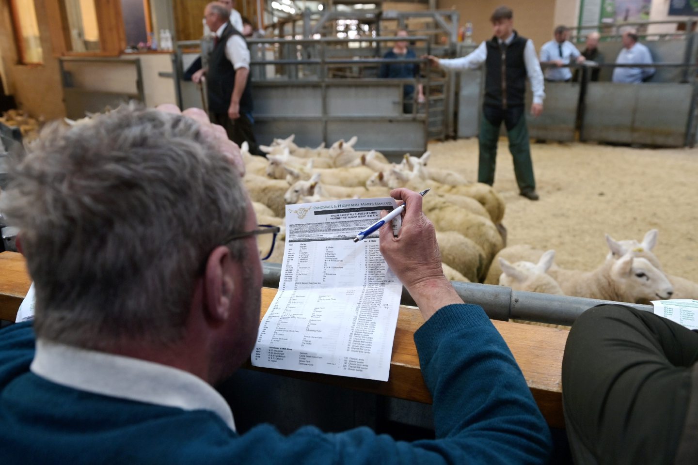 Gallery: All the action from Dingwall Mart's huge store lamb sale