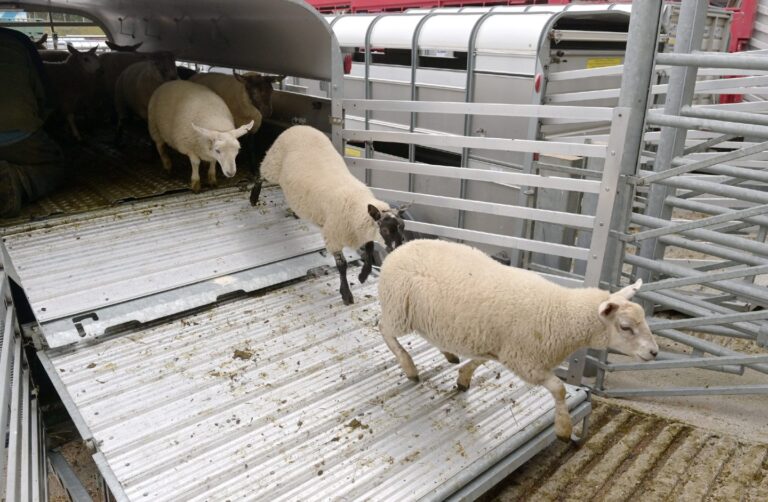 Gallery: All the action from Dingwall Mart's huge store lamb sale