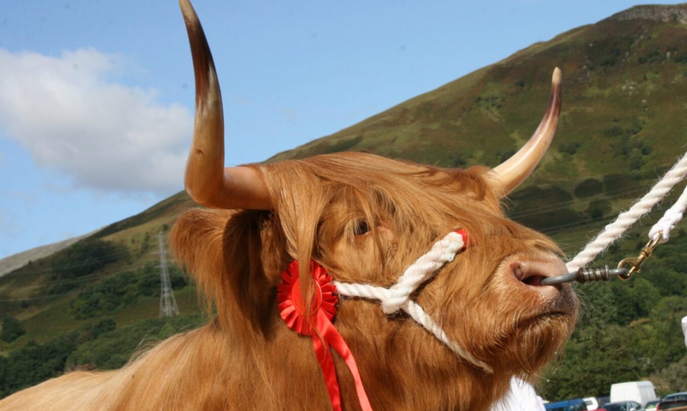 All you need to know about Dalmally Show