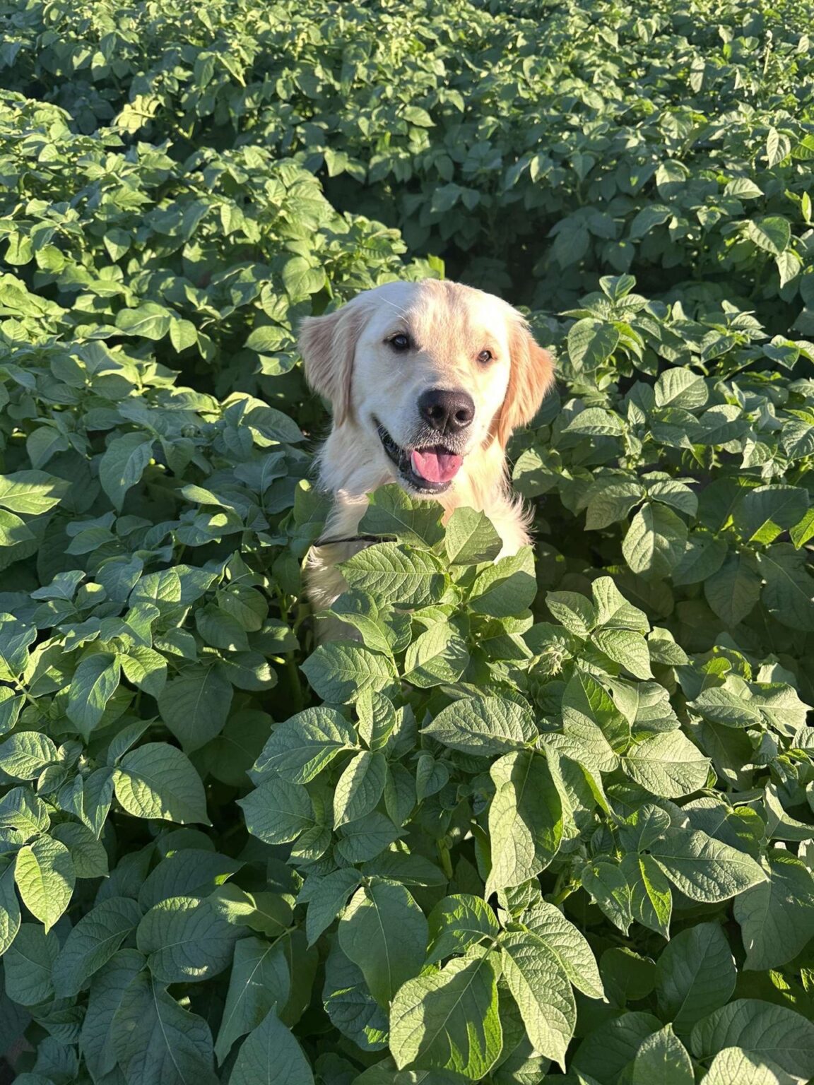 Young Farmers: Abbie Maclean of InverRoss YFC