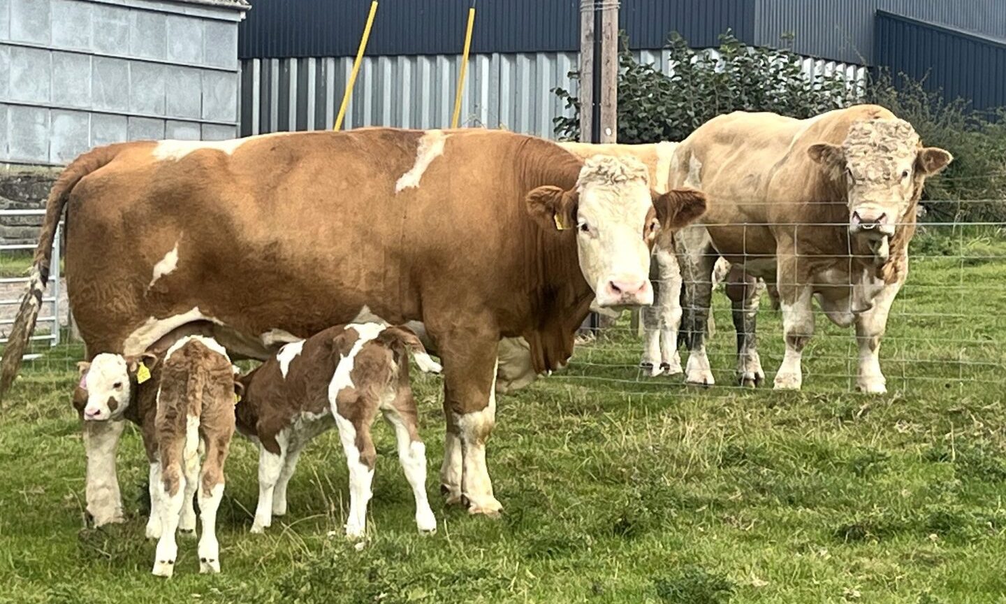 Impressive Scottish Simmental cow rears 11 calves in six years - Press ...