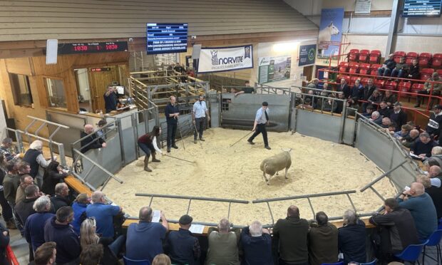 New centre breed record of £4,000 achieved by Munro family at Dingwall ...