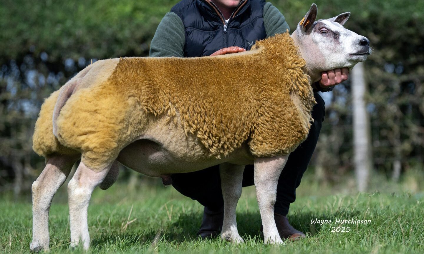 Lurg flock from Aberdeenshire tops Beltex sale at 6,000gns - Press and ...