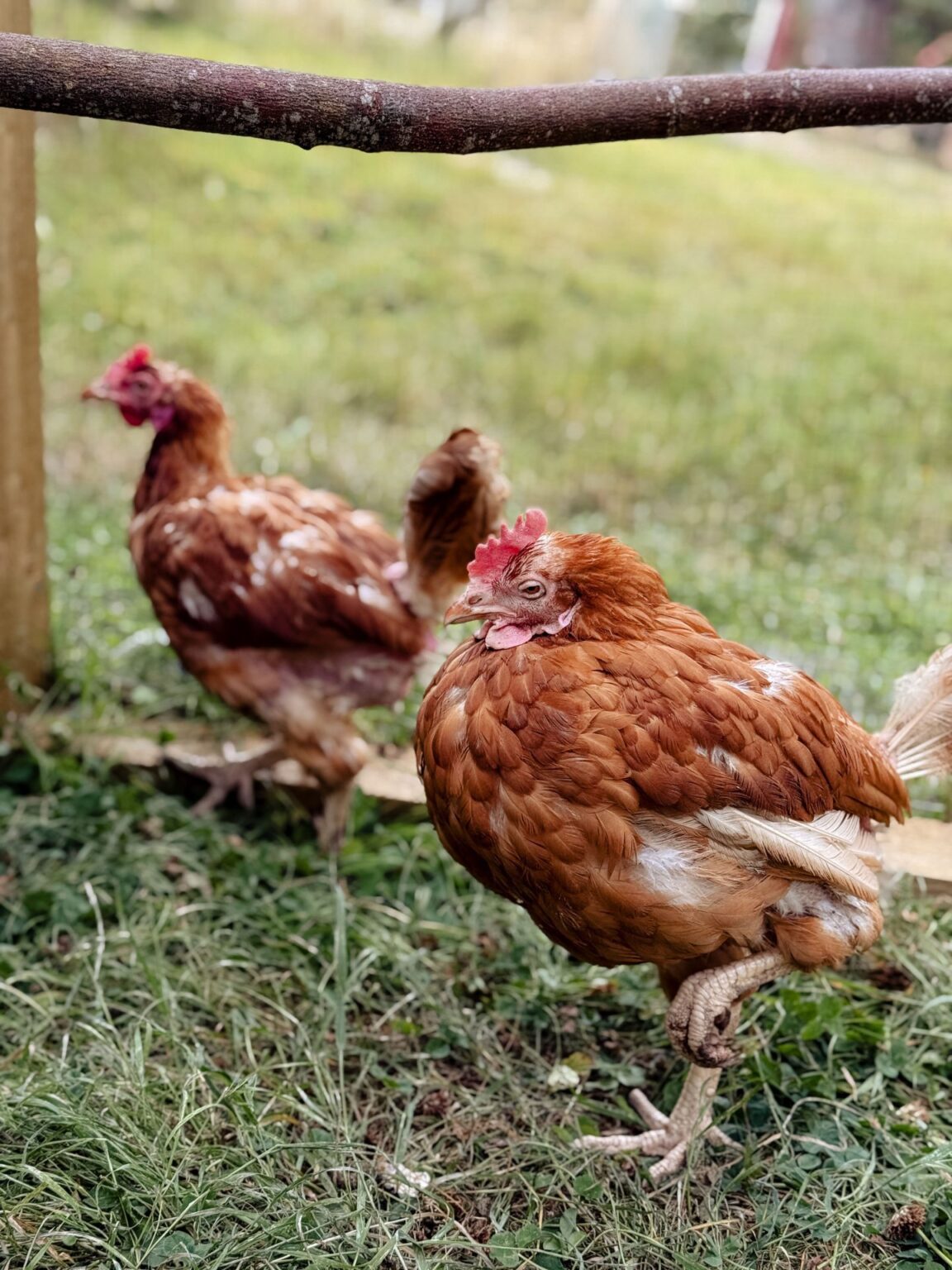 Video: Aberdeenshire YouTuber shares new-found love of hens