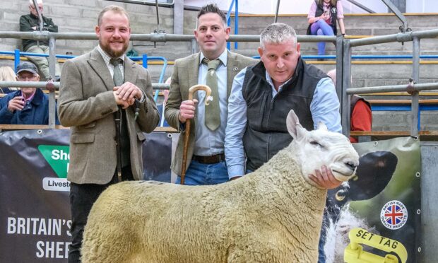 North Country Cheviot rams hit £6,000 in Caithness - Press and Journal