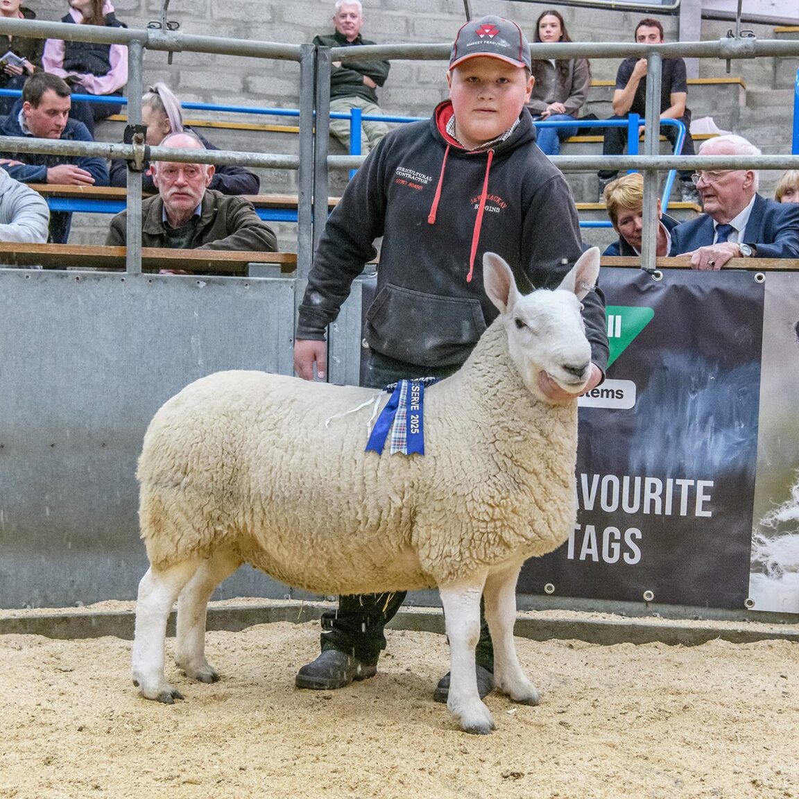 North Country Cheviot rams hit £6,000 in Caithness - Press and Journal