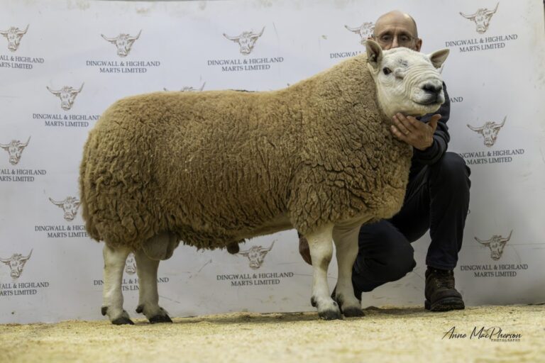 Flying trade for Farquhar's tups at North Country Cheviot sale in ...