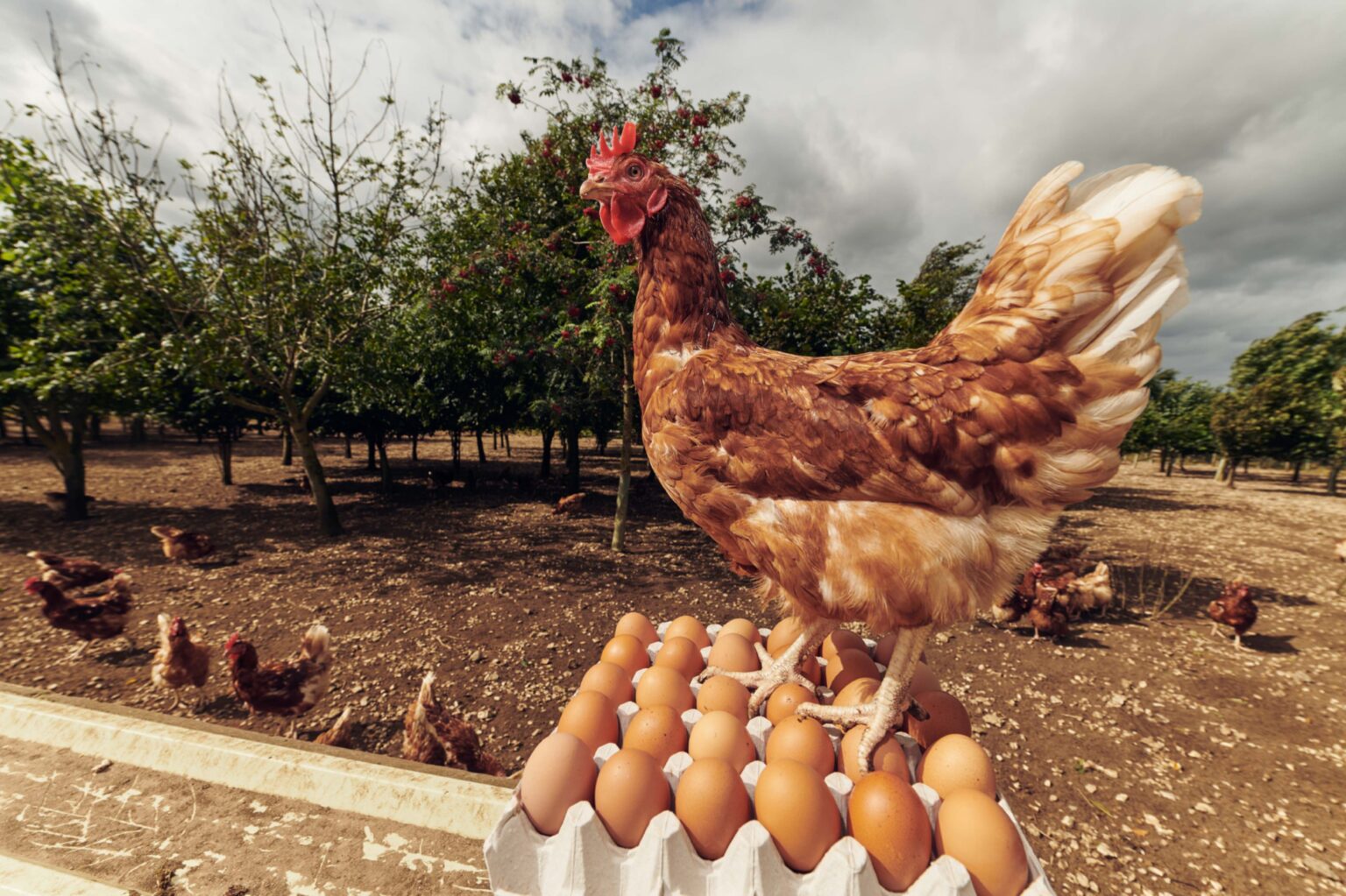 New hen sheds for 48,000 birds to be built near Turriff and Strichen