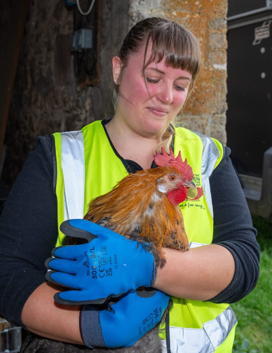 Gallery: Highland hens rescued during Storm Amy