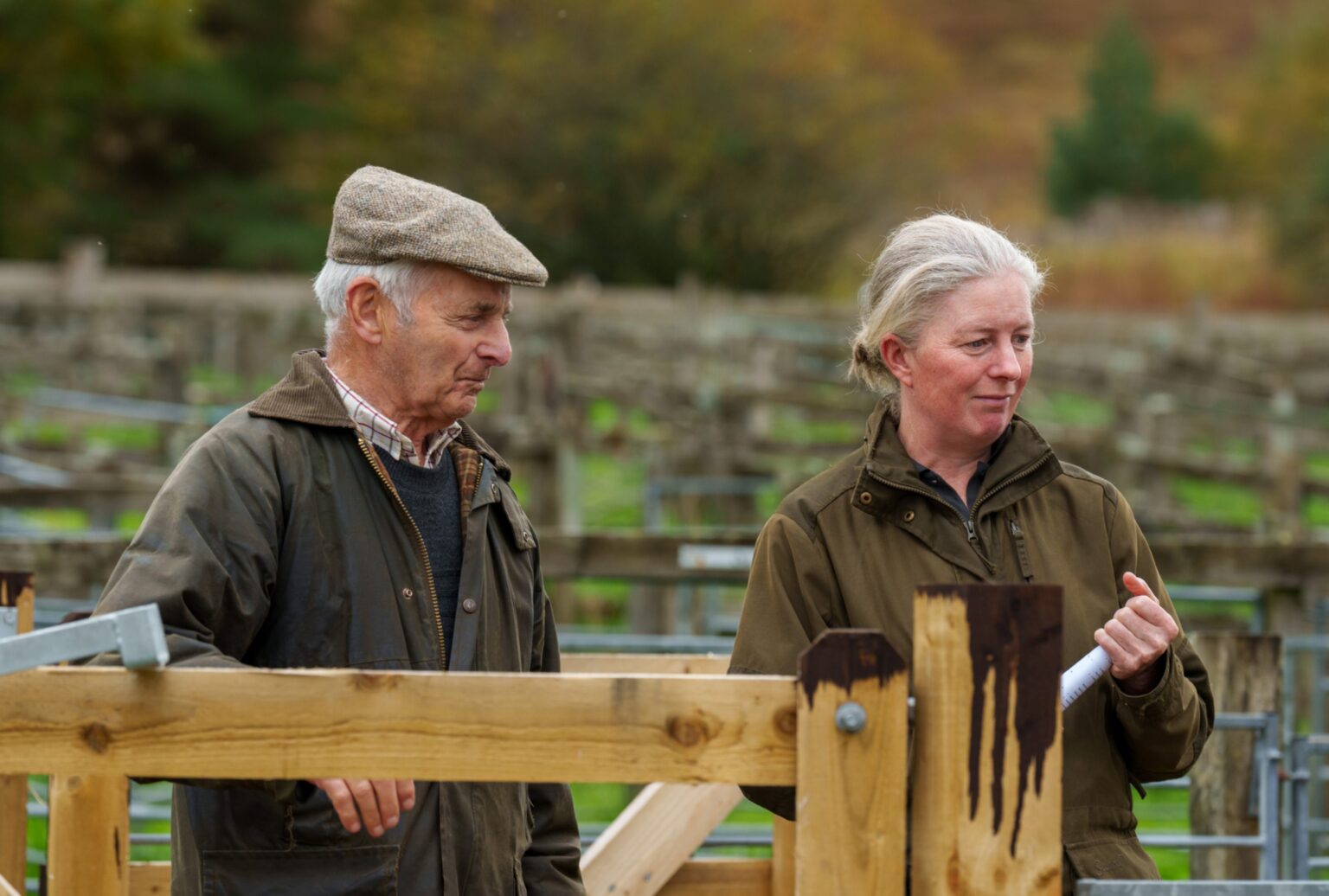 Gallery: 41 best pictures from the NCC tup sale in Lairg - Press and ...