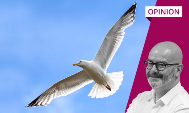 Scott Begbie: Seagull summit ideas won't deter Aberdeen birds