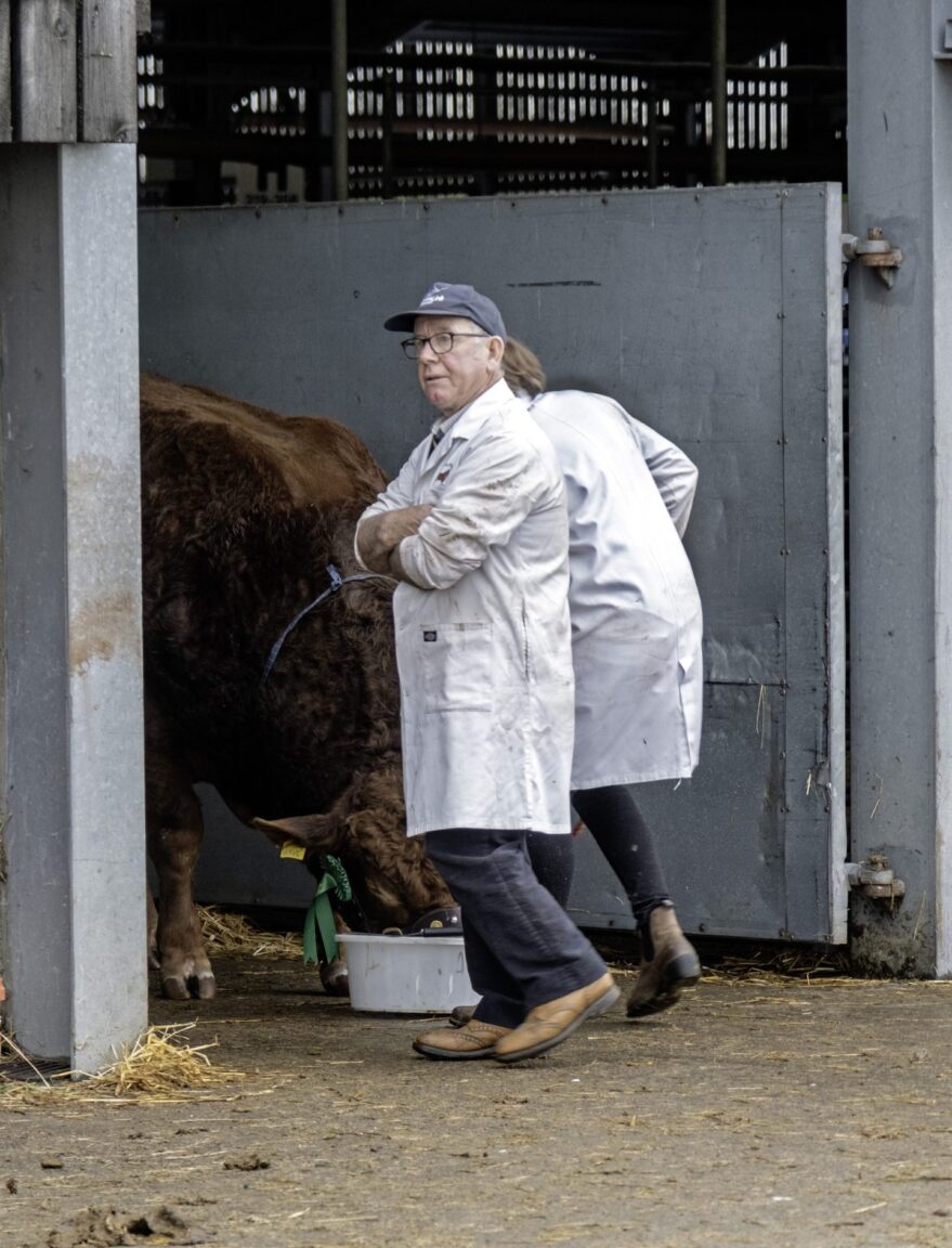 Record-breaking Limousin sale at Stirling as Goldies bull makes 36k ...