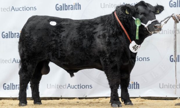 Tonley herd from Alford tops Aberdeen-Angus sale at 18,000gns - Press ...