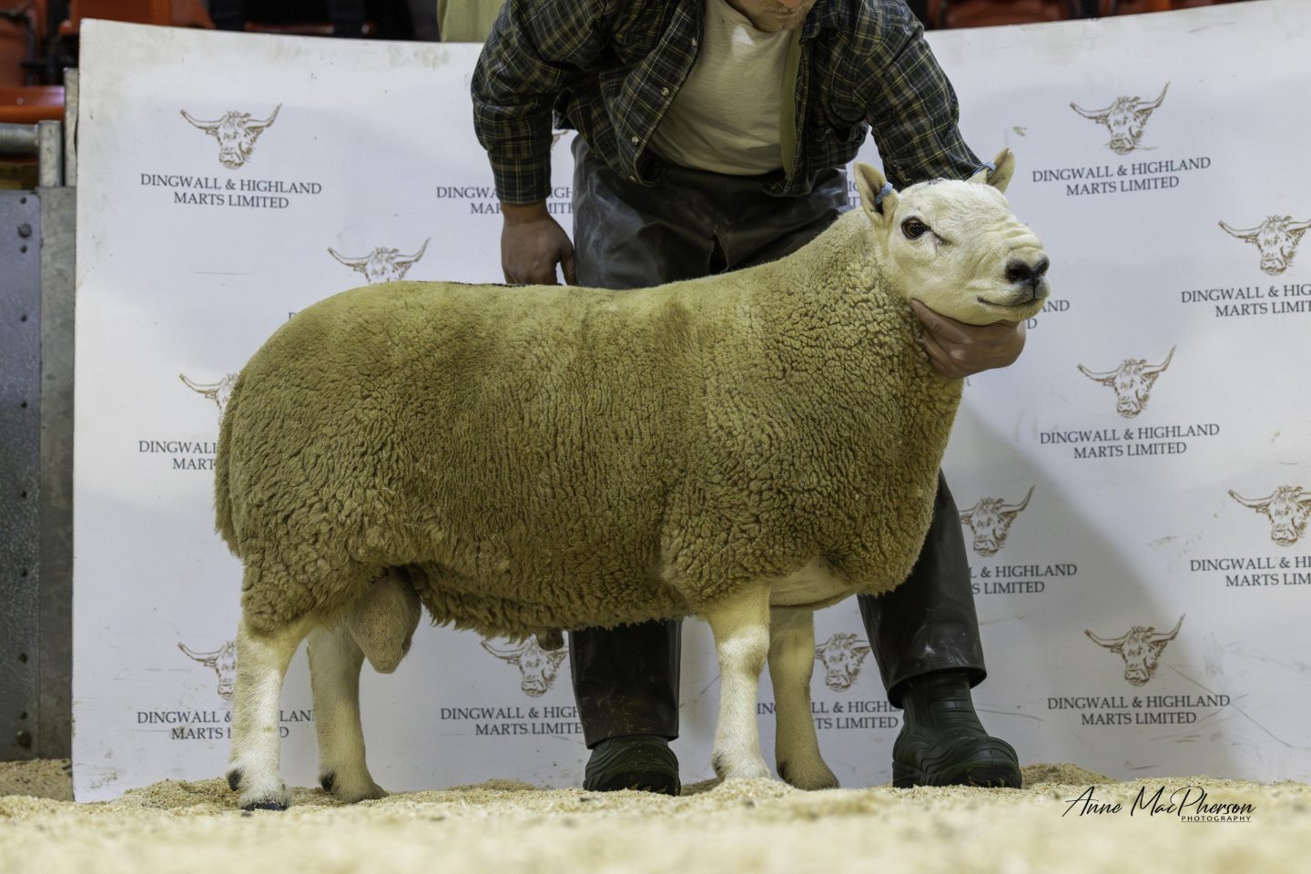 Flying trade for Farquhar's tups at North Country Cheviot sale in ...